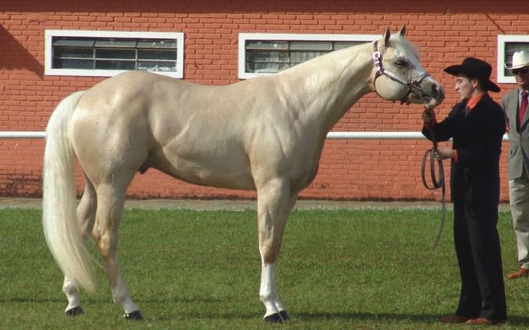 13 Most Popular Horse Breeds in the World - Equine Desire