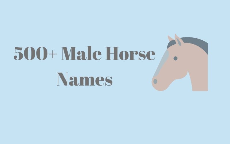 500 Male Horse Names For Your Lovely Stallion Equine Desire 500 Male Horse Names For Your Lovely Stallion Equine Desire