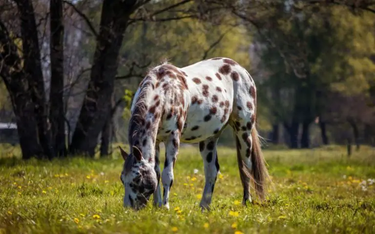 250 Appaloosa Horse Names - Equine Desire
