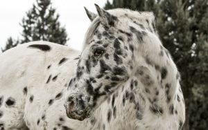 250 Appaloosa Horse Names - Equine Desire