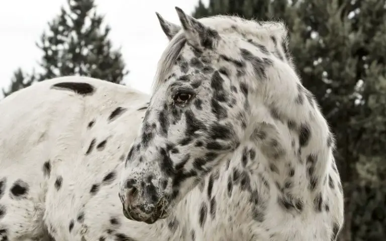 250 Appaloosa Horse Names - Equine Desire