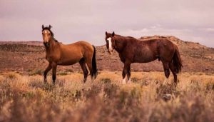 120+Mustang Horse Names - Male & Female - Equine Desire