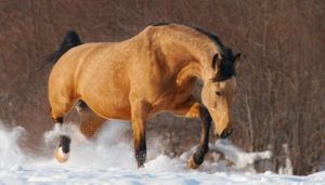 120+Mustang Horse Names - Male & Female - Equine Desire