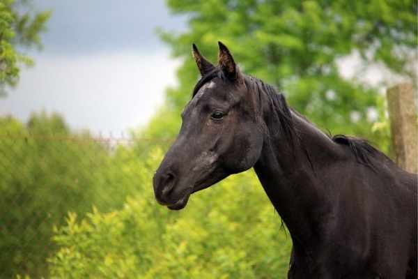 70+ Thoroughbred Horse Names - Male & Female - Equine Desire