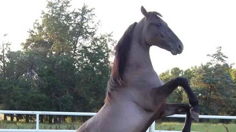 Grulla Horse - Fun Facts & Breed Profile - Equine Desire