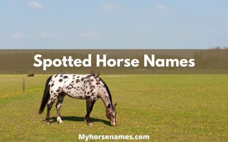 250 Appaloosa Horse Names - Equine Desire