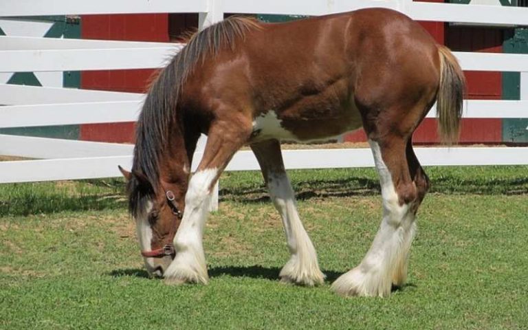 9 Biggest Horse Breeds in the World - Equine Desire