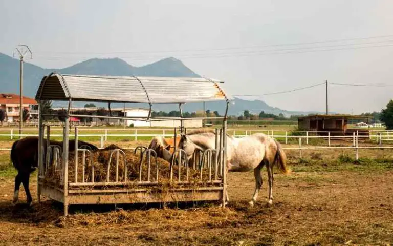 131+ Biblical Farm Names with Meanings - Equine Desire