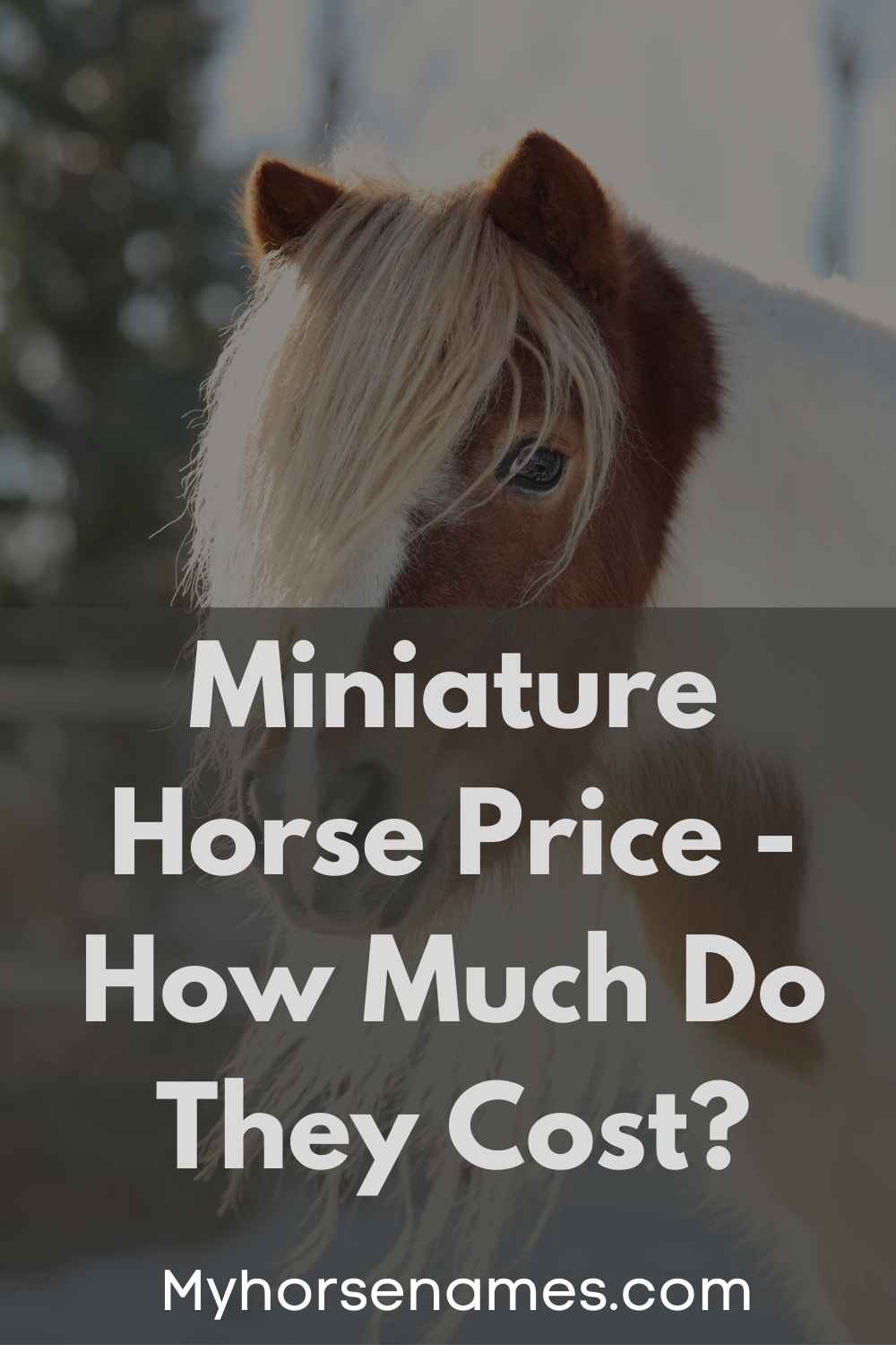Miniature Horse Price - How Much Do They Cost? - Equine Desire