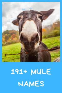 Mule names - 191+ Female , Male & Funny Ideas - Equine Desire