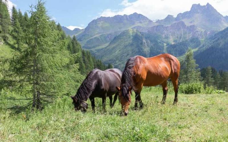 137+ Italian Horse Names with Meanings - Equine Desire