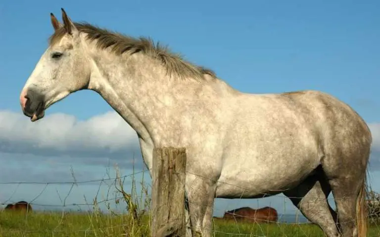 17 Warmblood Horse Breeds with Pictures - Equine Desire