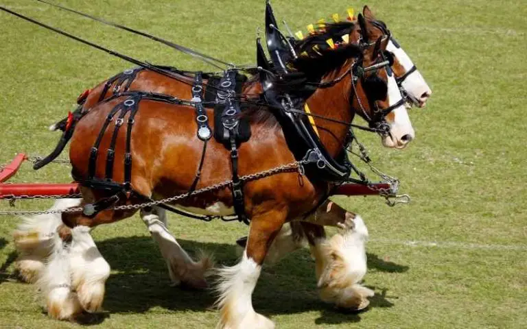 Shire Horse Price: How Much Does a Shire Cost? - Equine Desire