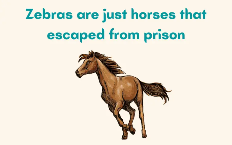 27+ Horse One Liners - Equine Desire