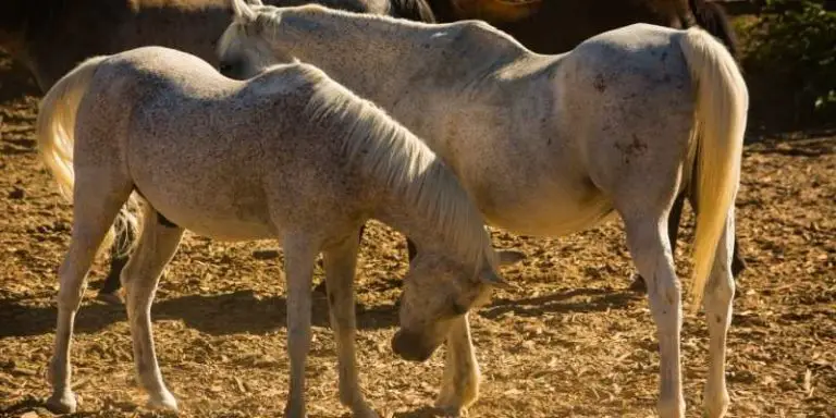 7 Facts About Flea Bitten Grey Horse - Equine Desire