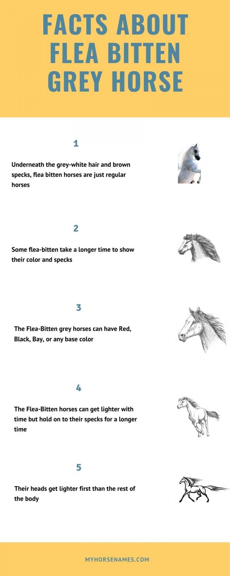 7 Facts About Flea Bitten Grey Horse - Equine Desire