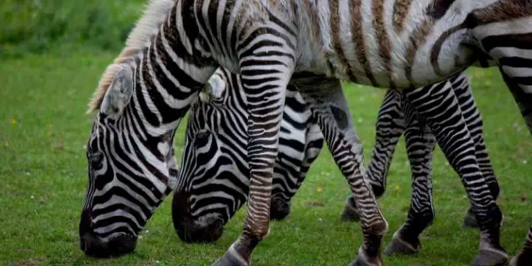 What Do Zebras Eat? A Guide to Zebra Diet - Equine Desire