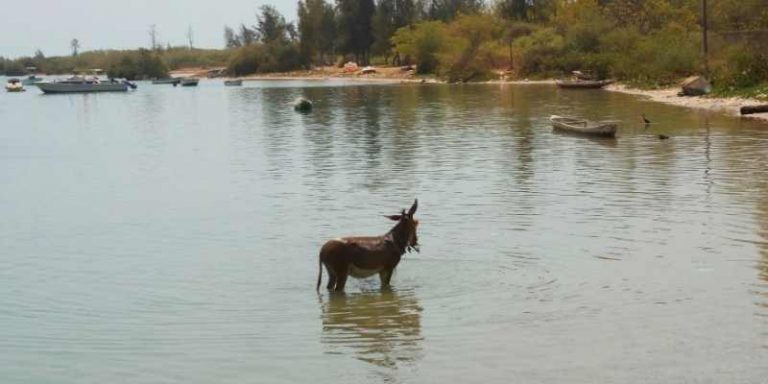 Are Donkeys Smart? (IQ Comparison to Humans and Horses) - Equine Desire