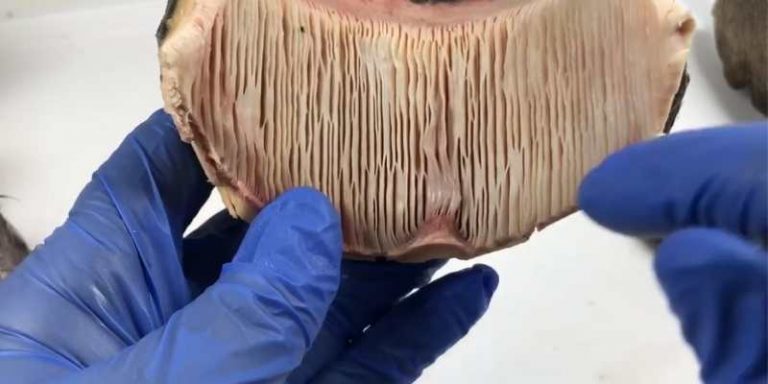 What is Degloved Horse Hoof? Causes, Treatment and Prevention - Equine ...