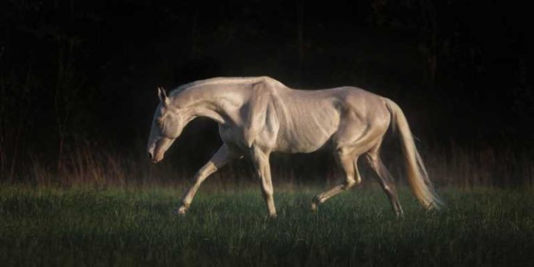 Cremello Horse Facts, Breeds and Everything to Know - Equine Desire