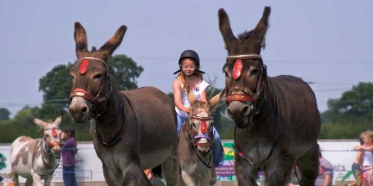 Can You Ride a Donkey: How to Train them for Riding? - Equine Desire