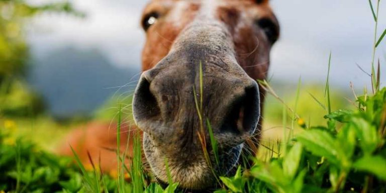 Selenium Deficiency in Horses, Signs and Treatment - Equine Desire