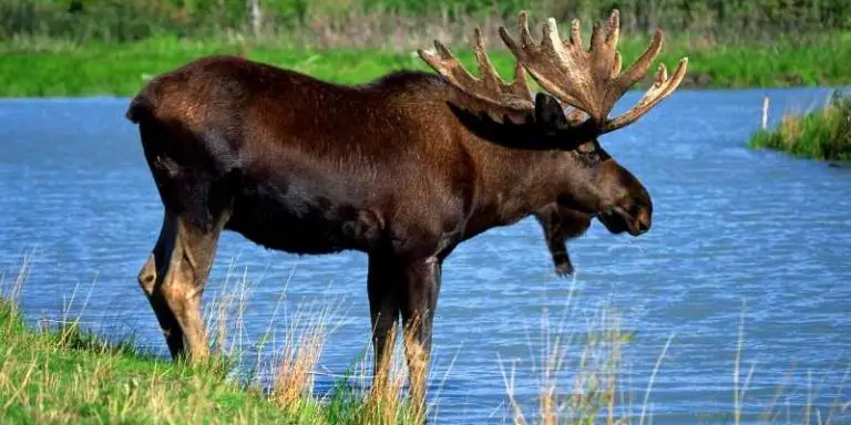 Moose vs Horse: Height, Speed And Weight Comparison - Equine Desire