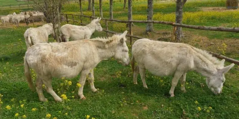 A Guide to 12 Donkey Breeds (With Pictures) - Equine Desire