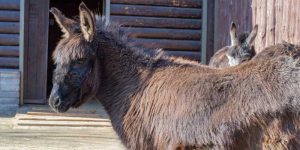 A Guide to 12 Donkey Breeds (With Pictures) - Equine Desire