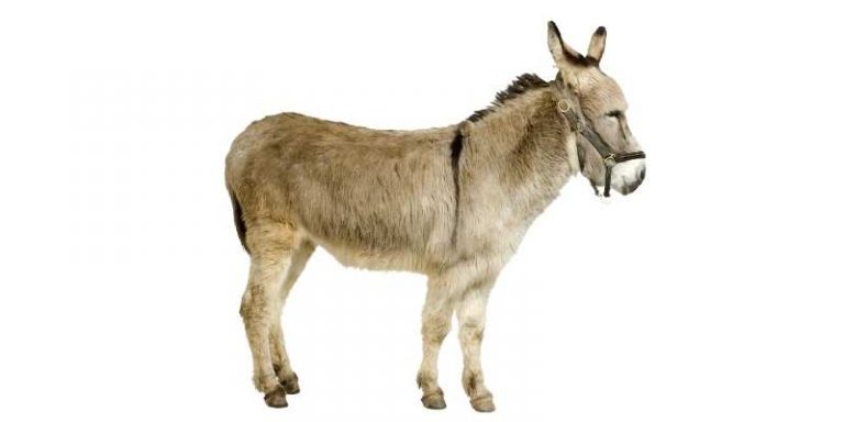 A Guide to 12 Donkey Breeds (With Pictures) - Equine Desire