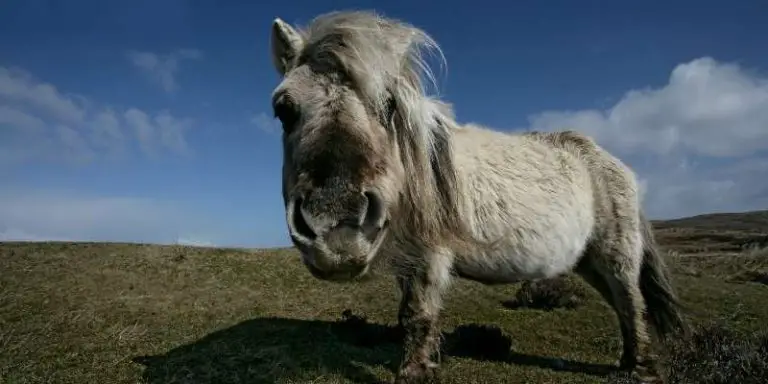 6 Scottish Horse Breeds (With Photos) - Equine Desire