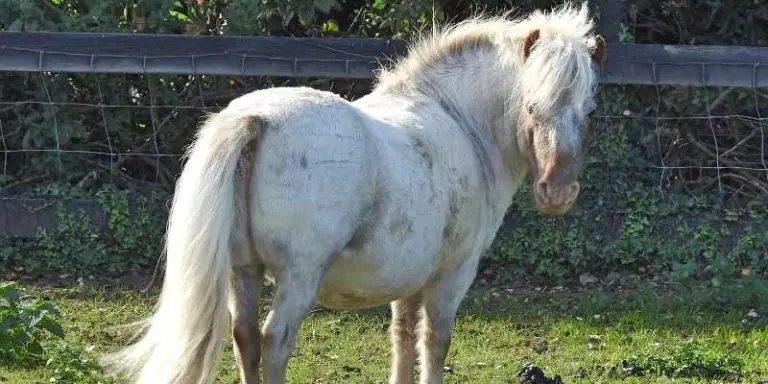6 Scottish Horse Breeds (With Photos) - Equine Desire