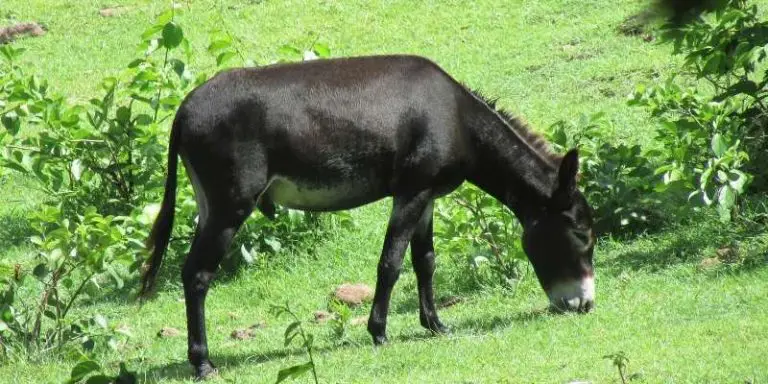 A Guide to 12 Donkey Breeds (With Pictures) - Equine Desire