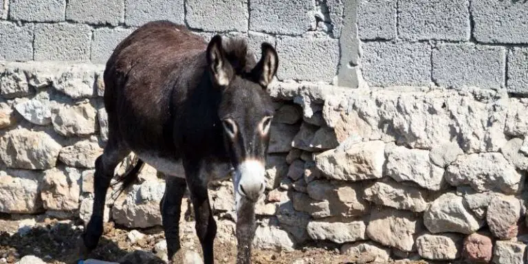 A Guide to 12 Donkey Breeds (With Pictures) - Equine Desire