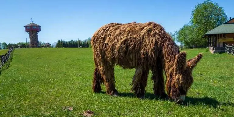 A Guide to 12 Donkey Breeds (With Pictures) - Equine Desire