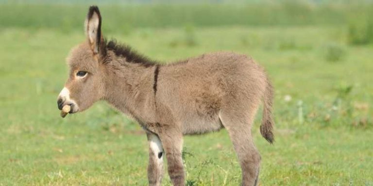 A Guide to 12 Donkey Breeds (With Pictures) - Equine Desire