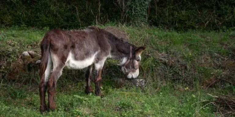 A Guide to 12 Donkey Breeds (With Pictures) - Equine Desire