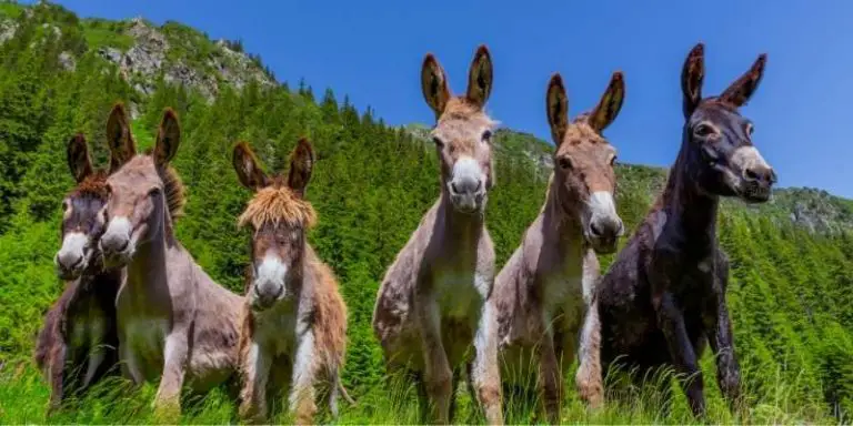 A Guide to 12 Donkey Breeds (With Pictures) - Equine Desire