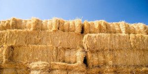 How To Tell If the Hay is Moldy? How to Fix It? - Equine Desire