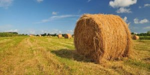 How To Tell If the Hay is Moldy? How to Fix It? - Equine Desire