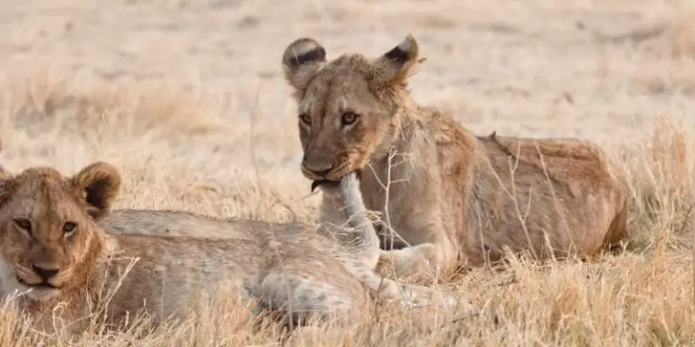 Zebra Predators: What Animals Eat Zebras? - Equine Desire