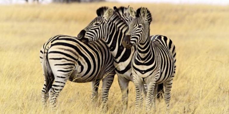 Can Zebras Swim, Float, or Do They Sink? - Equine Desire