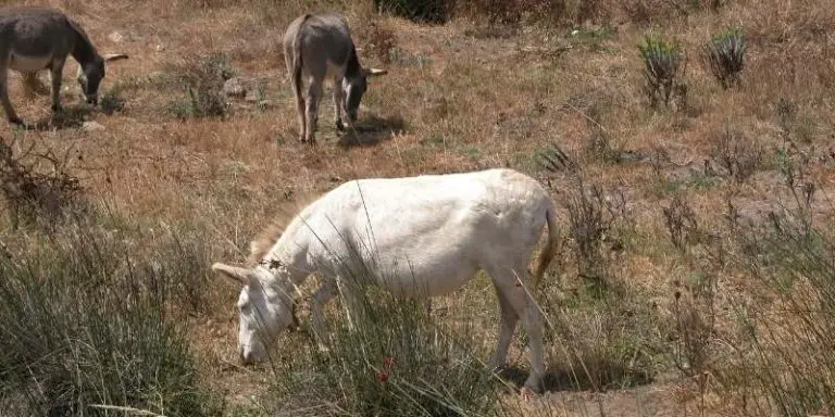 A Guide to 12 Donkey Breeds (With Pictures) - Equine Desire