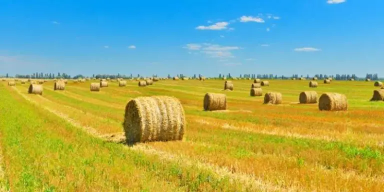 How Much Does a Round Bale of Hay Cost? - Equine Desire