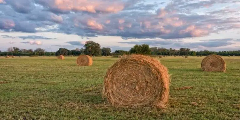 What is a Flake of Hay: How Many Flakes of Hay in a Bale? - Equine Desire