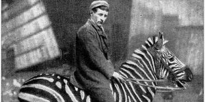 Can You Ride Zebras? Everything You Need to Know - Equine Desire