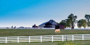 131+ Biblical Farm Names with Meanings - Equine Desire