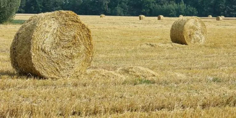 Meadow Hay for Horses: with Nutritional Value - Equine Desire