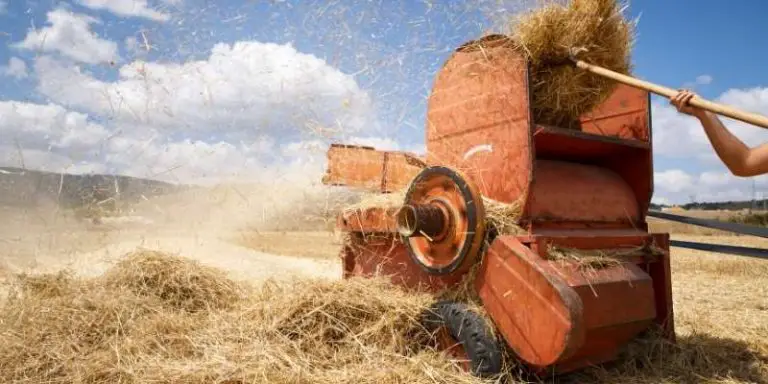 5 Different Types of Chaff For Horses - Equine Desire