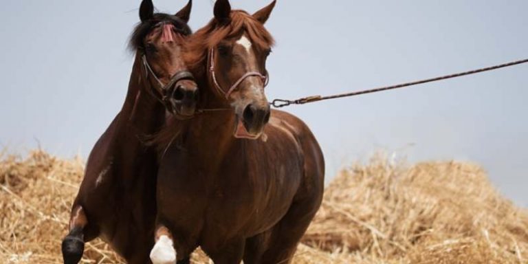 5 Types of Chaff Cutter with Different Uses - Equine Desire